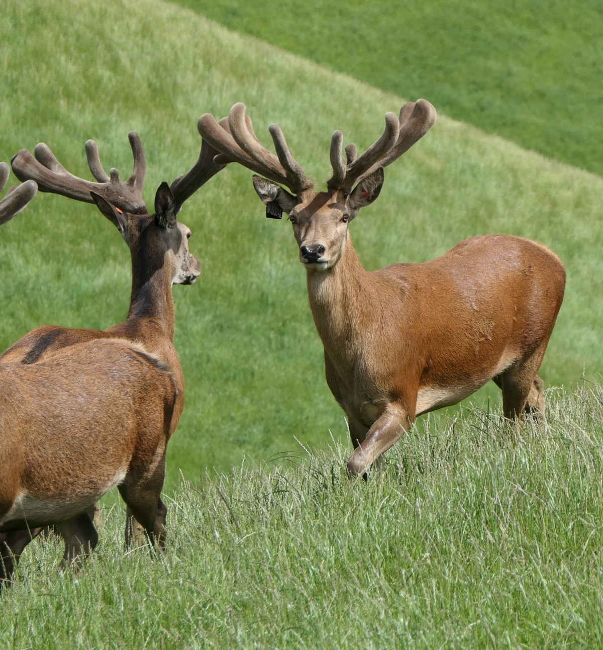 Red deer - Deer NZ
