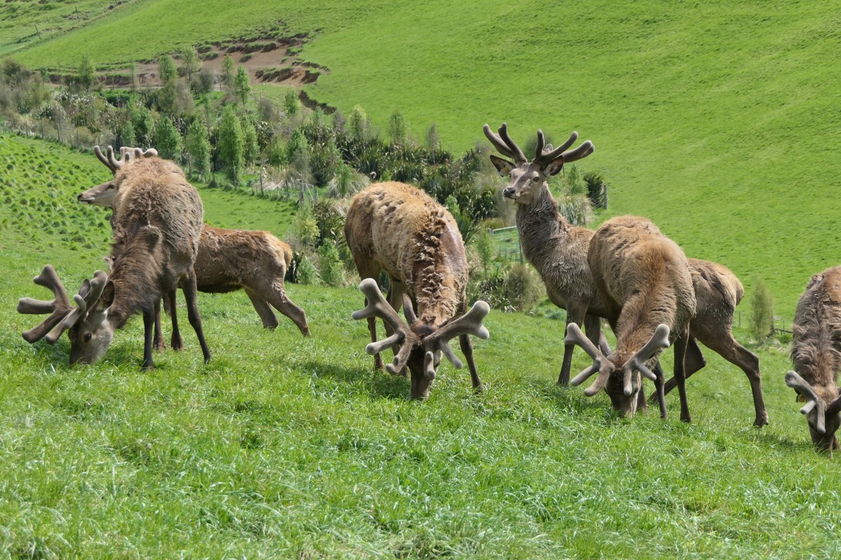Red deer - Deer NZ