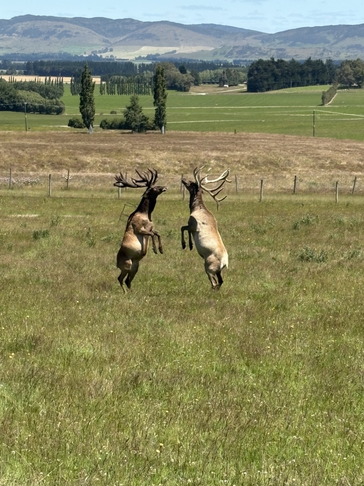 Elk/Wapiti - Deer NZ