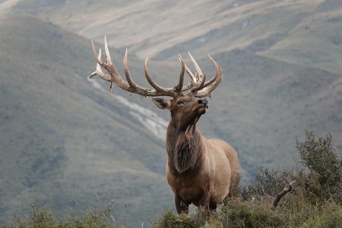 Elk/Wapiti - Deer NZ
