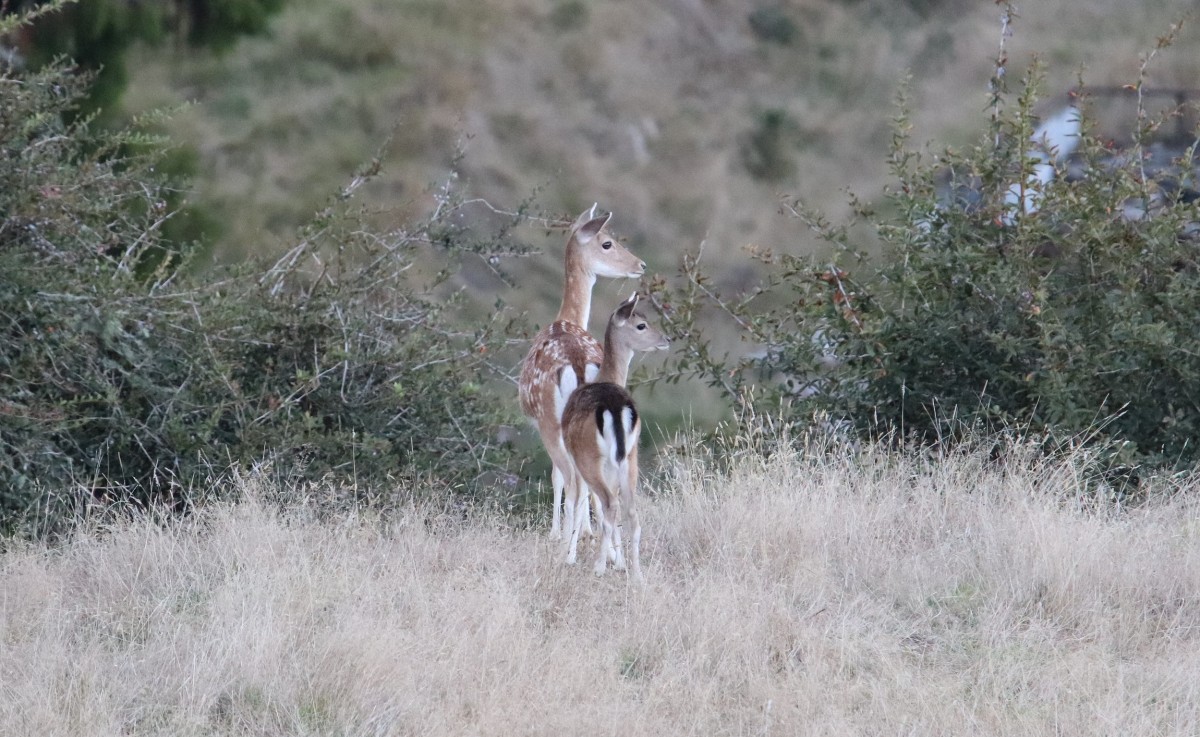 Fawns - Deer NZ