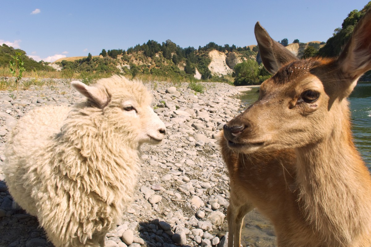 Fawns - Deer NZ
