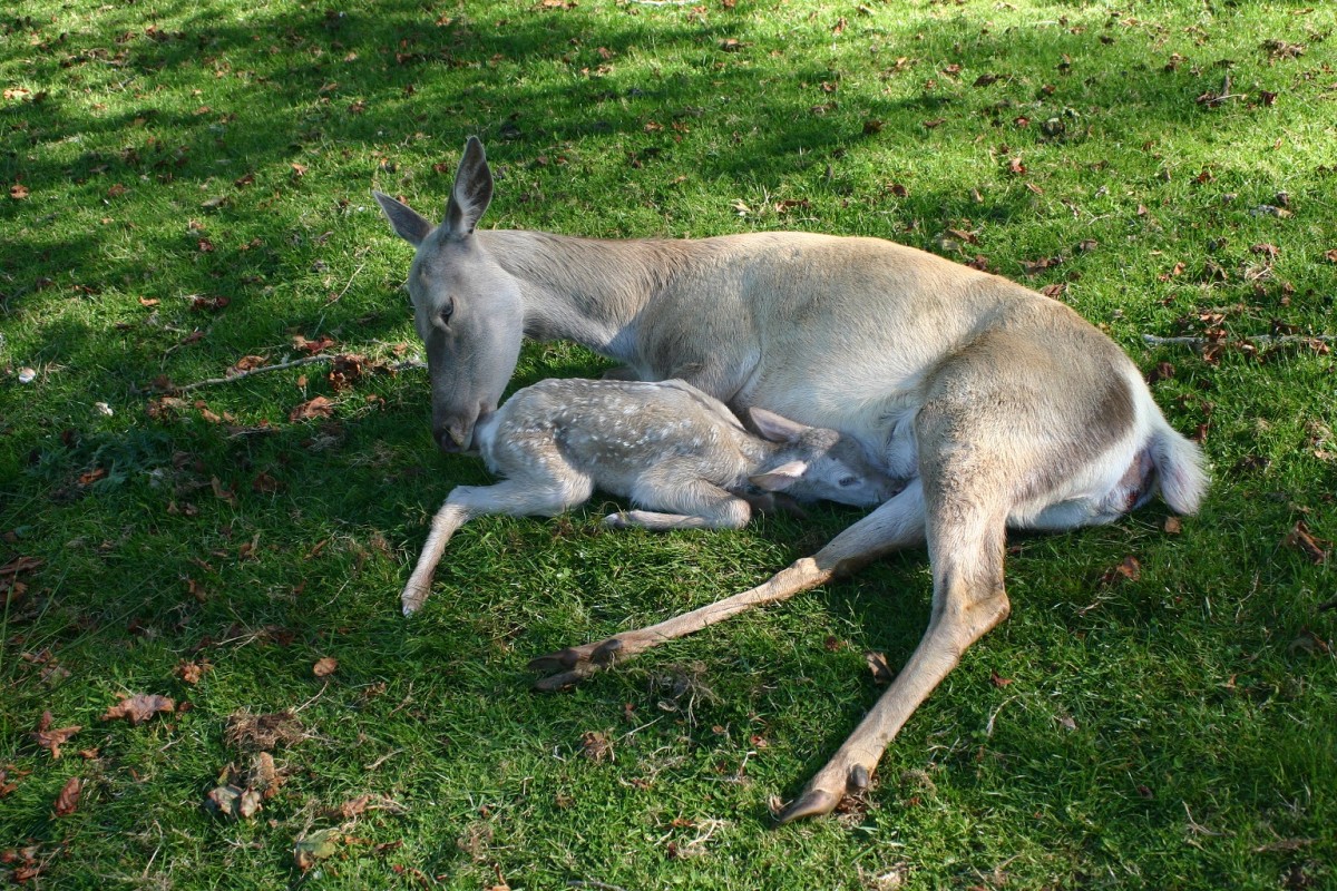 Fawns - Deer NZ