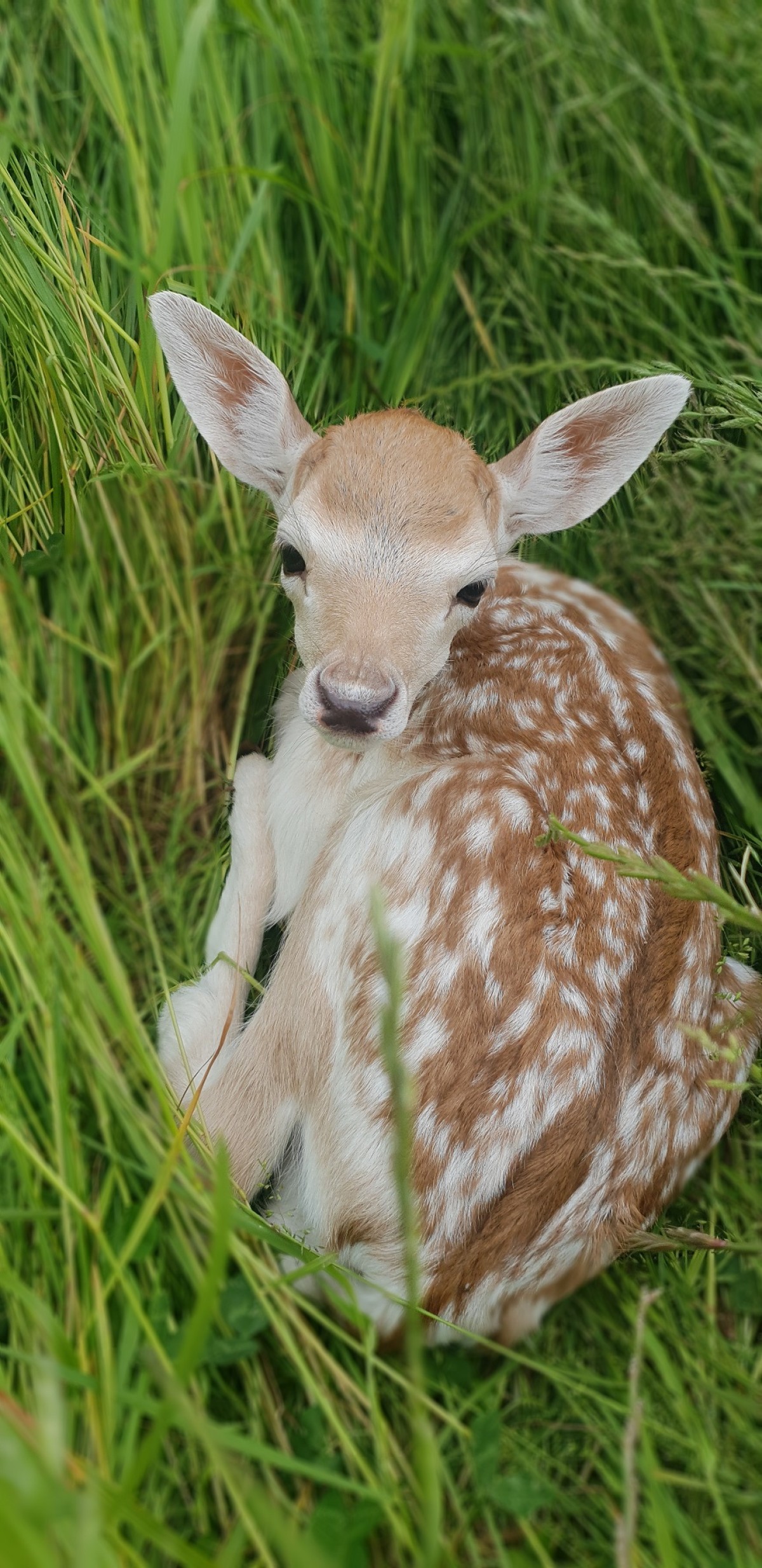 Fawns - Deer NZ