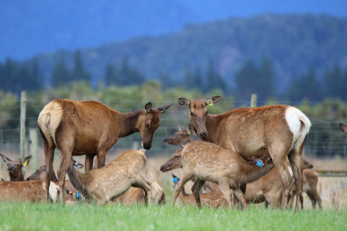 Fawns - Deer NZ