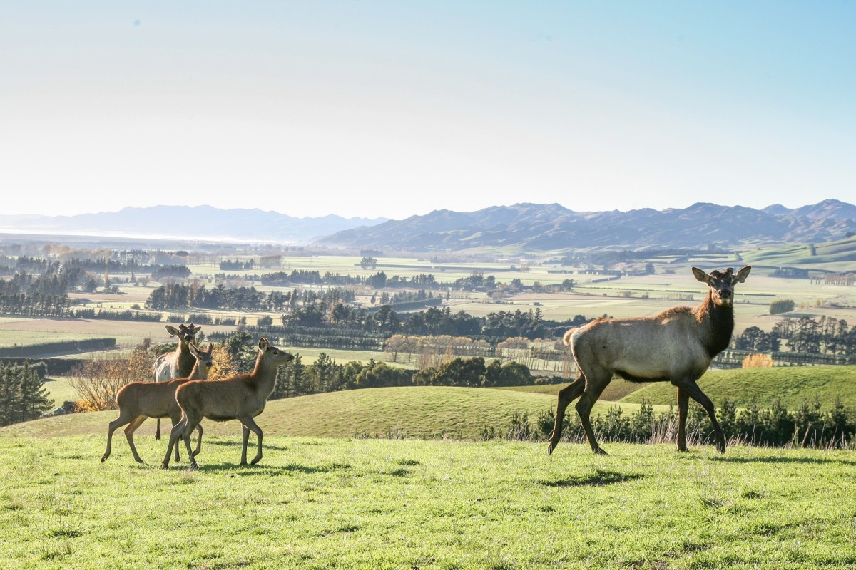 Fawns - Deer NZ