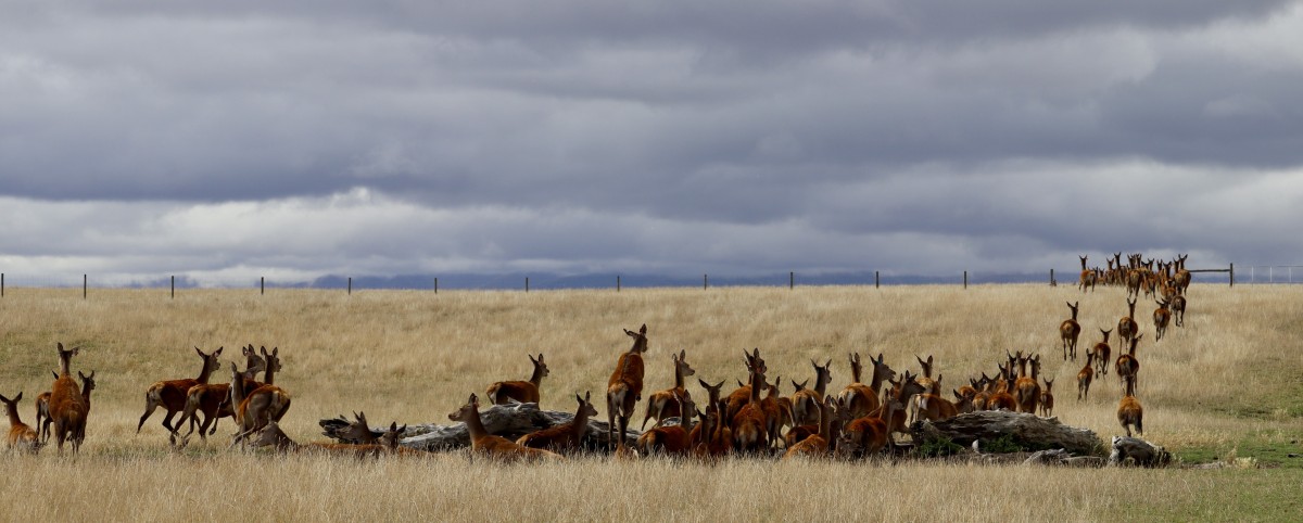Red deer - Deer NZ