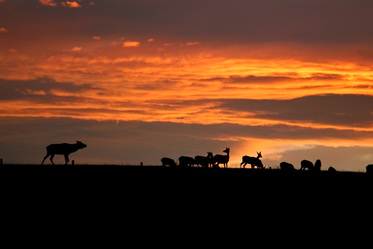 Red deer - Deer NZ