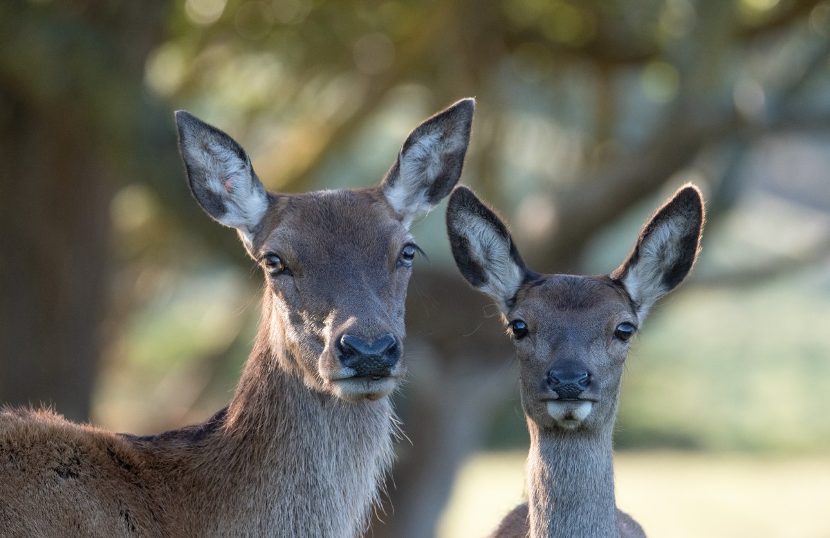 Red deer - Deer NZ